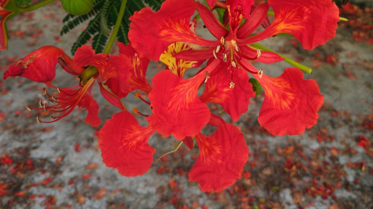 Tổng hợp 50+ hình ảnh hoa phượng đẹp gắn liền với mùa hè